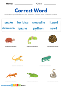 Matching Correct Words With Reptiles Animals Pictures PDF Worksheets ...